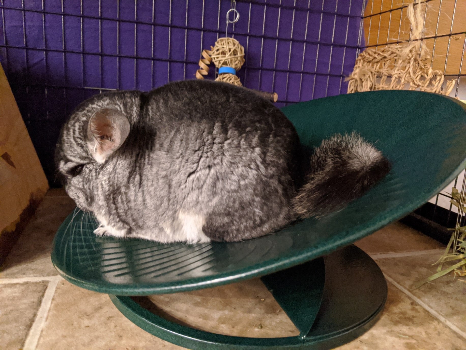 Chinchilla Wheel