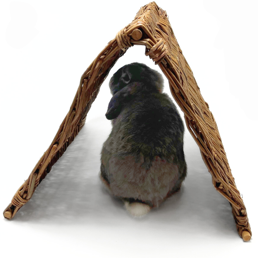 Willow Tent | Bunny Bunch Boutique